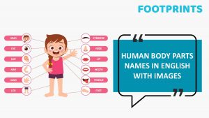 Human Body Parts Names In English With Images